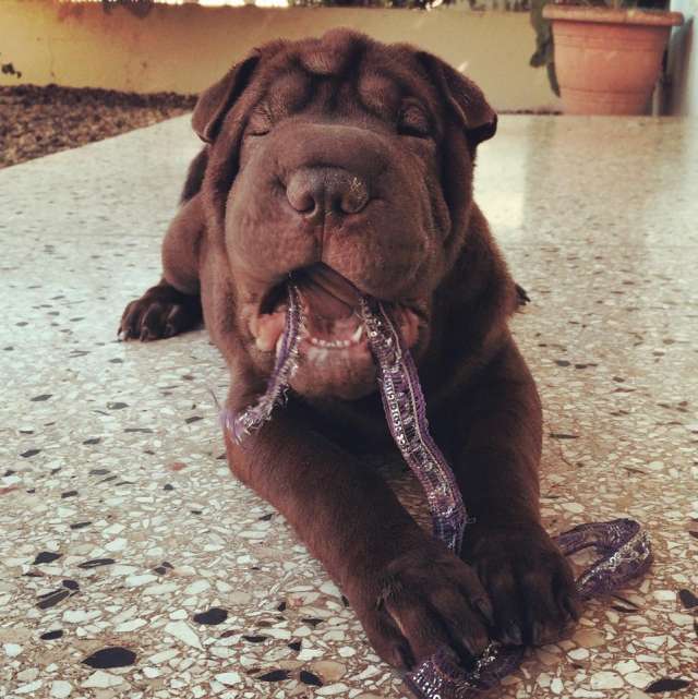 Cachorros raza sharpei en Santo Domingo - Animales / Mascotas | 89044