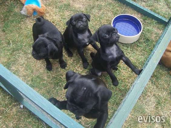 Perritos en Santo Domingo, Dominicana | Evisos